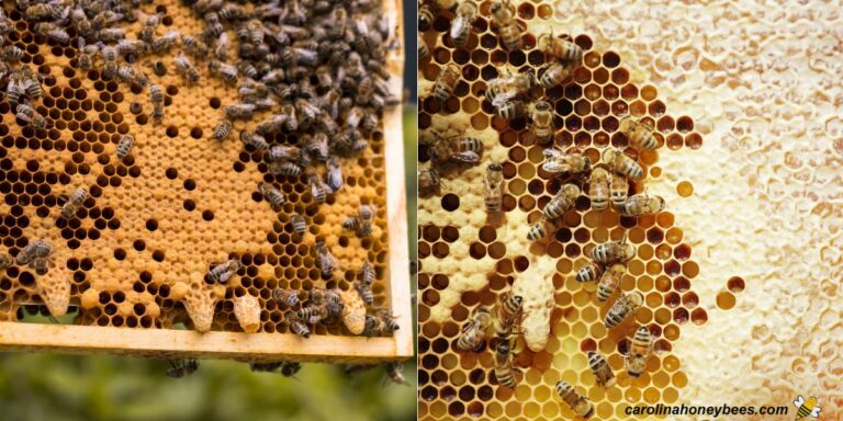 What to do With Queen Cells in Your Hive?- Carolina Honeybees