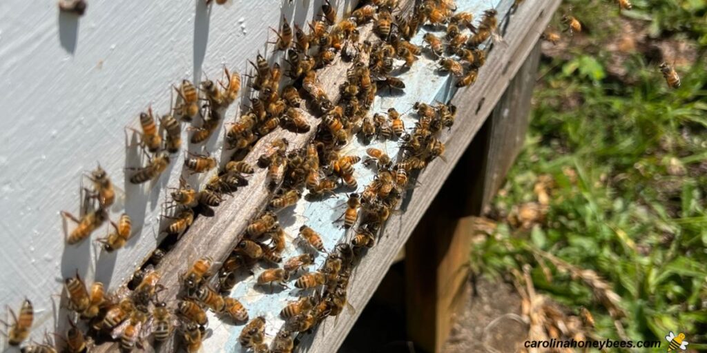 A Guide to Entrance Reducers for Langstroth Beehives- Carolina Honeybees