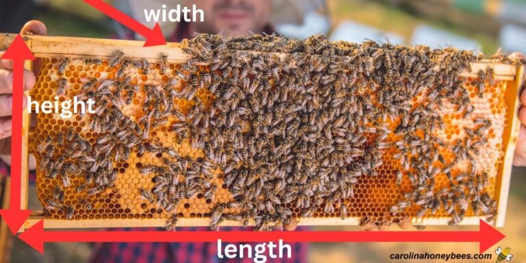 Langstroth Hive Dimensions: Beekeeper's Guide - Carolina Honeybees