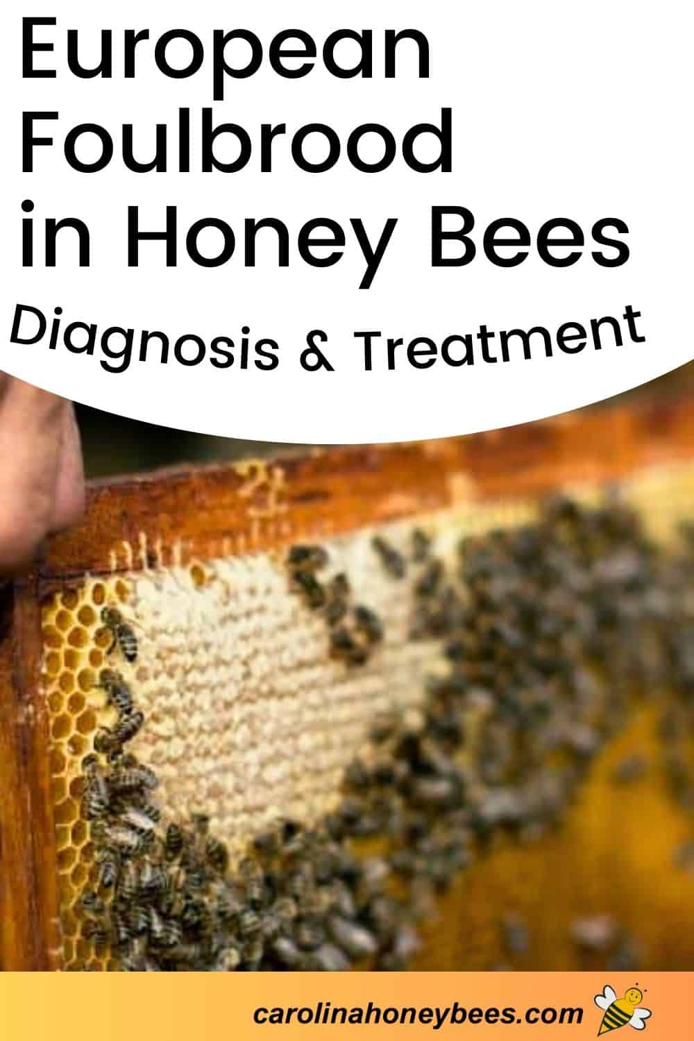 European Foulbrood : A Beekeeper's Guide- Carolina Honeybees