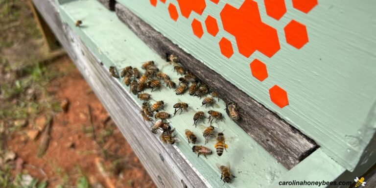 A Guide to Entrance Reducers for Langstroth Beehives- Carolina Honeybees