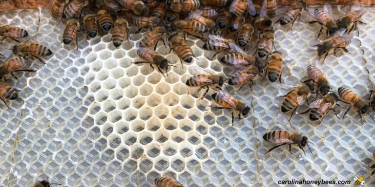 How to Encourage Bees to Build Comb Faster- Carolina Honeybees