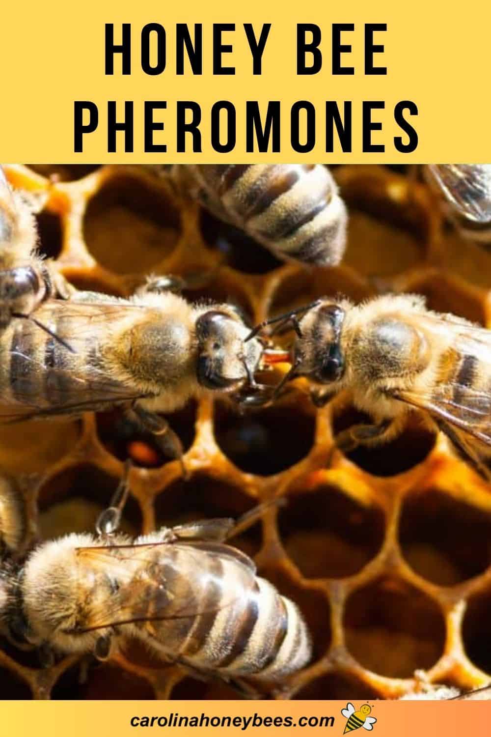 Honey Bee Pheromones: How They Shape Hive Life- Carolina Honeybees