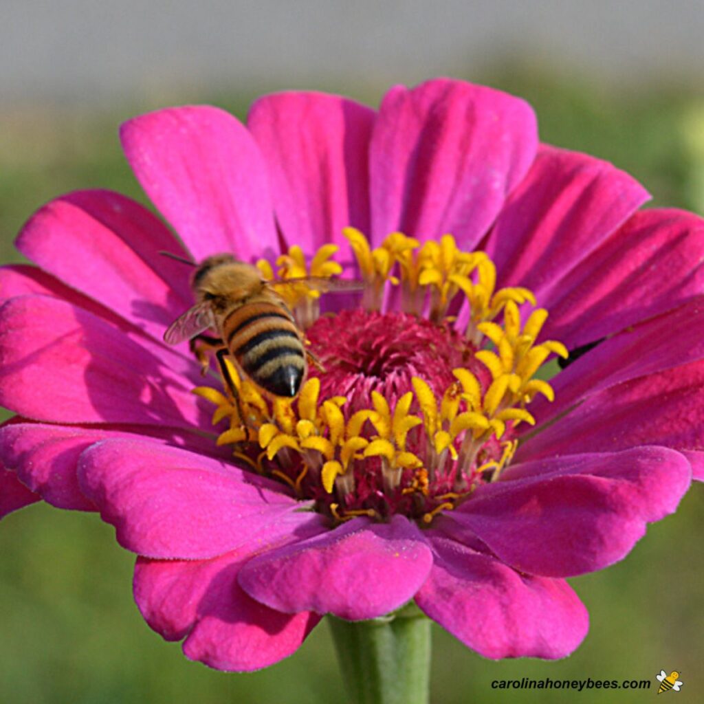 Beekeeping Blog - Carolina Honeybees
