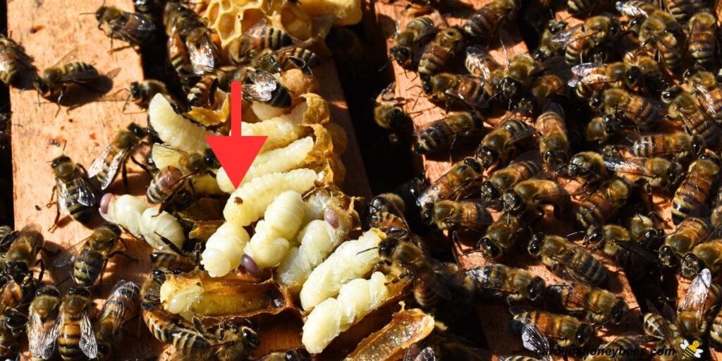 Varroa Mite Treatments & Control (Overview)- Carolina Honeybees