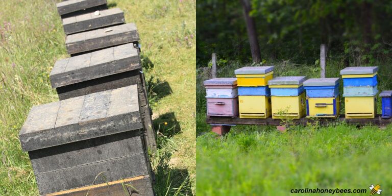 How to Set Up an Apiary (Bee Yard) - Carolina Honeybees