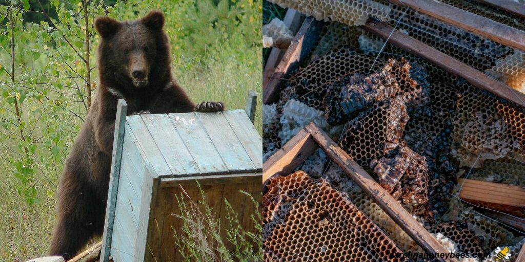 Honey Bee Predators- Carolina Honeybees