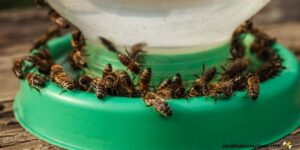 Bee Feeder Comparison: Which Feeder is Best for Your Bees?- Carolina ...