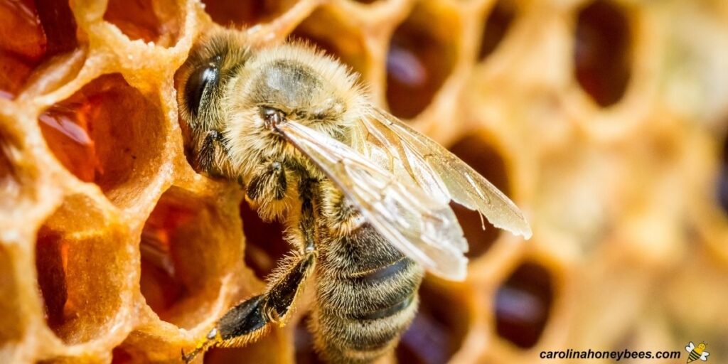 Feeding Bees Sugar Water: How & Why?- Carolina Honeybees