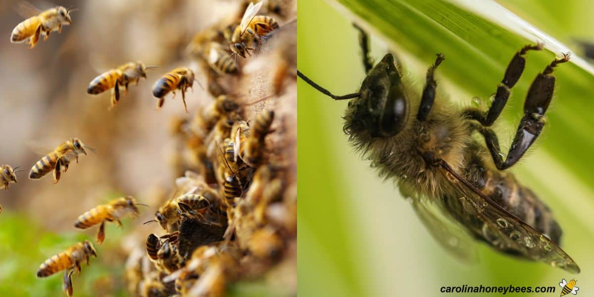 Can Bees Fly in the Rain? - Carolina Honeybees