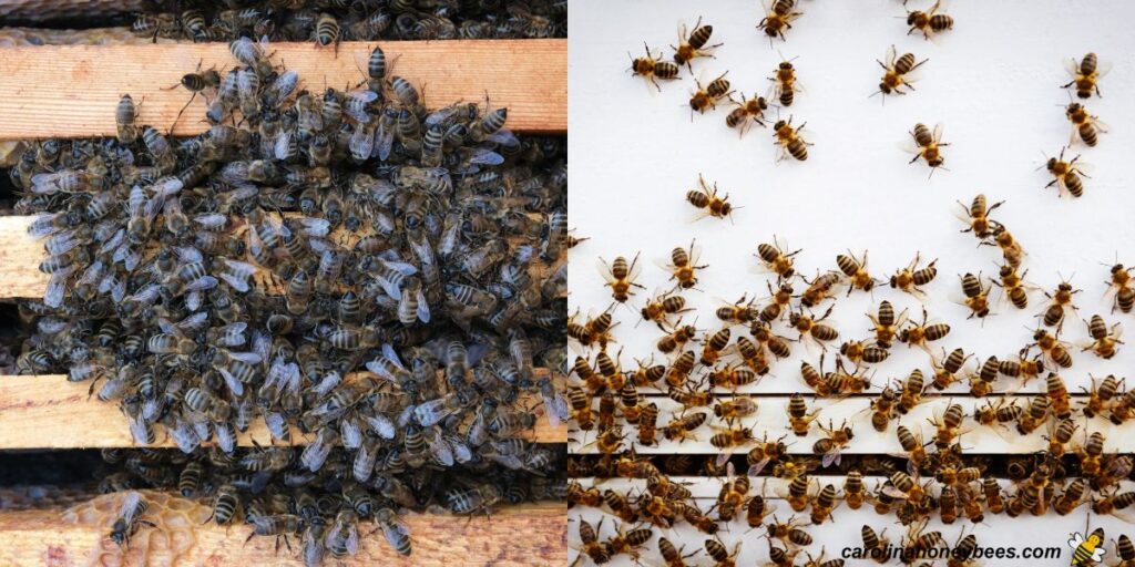 Installing a Nuc into a Hive (Step by Step)- Carolina Honeybees