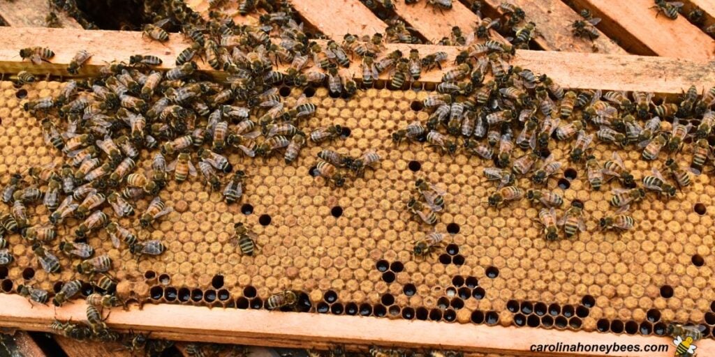 First Hive Inspection After Installing Bees- Carolina Honeybees