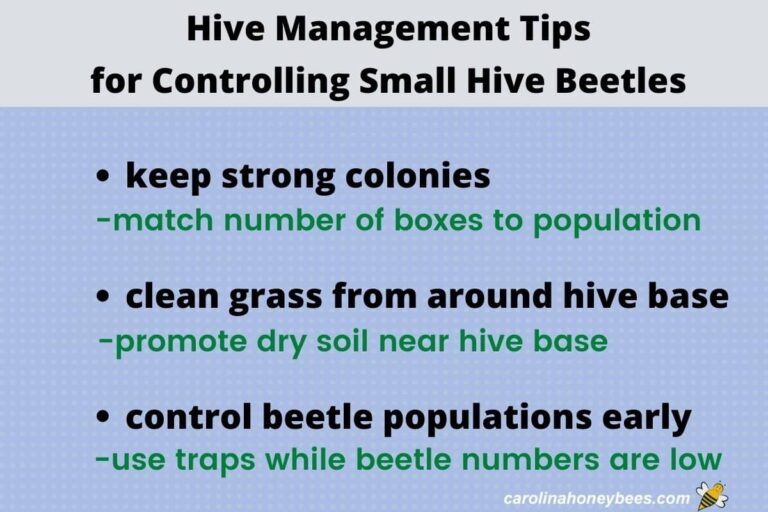Small Hive Beetle Traps & Control - Carolina Honeybees