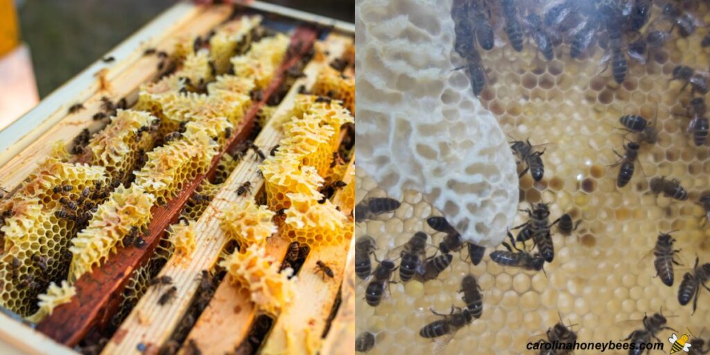 What is Burr Comb? Strategies for Prevention & Removal - Carolina Honeybees