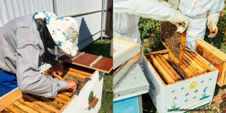 Horizontal Beehives: Exploring Pros & Cons- Carolina Honeybees