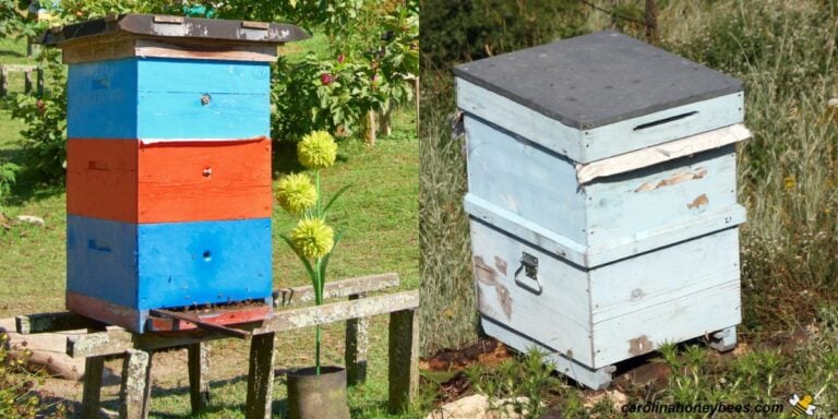 How to Set Up an Apiary (Bee Yard) - Carolina Honeybees