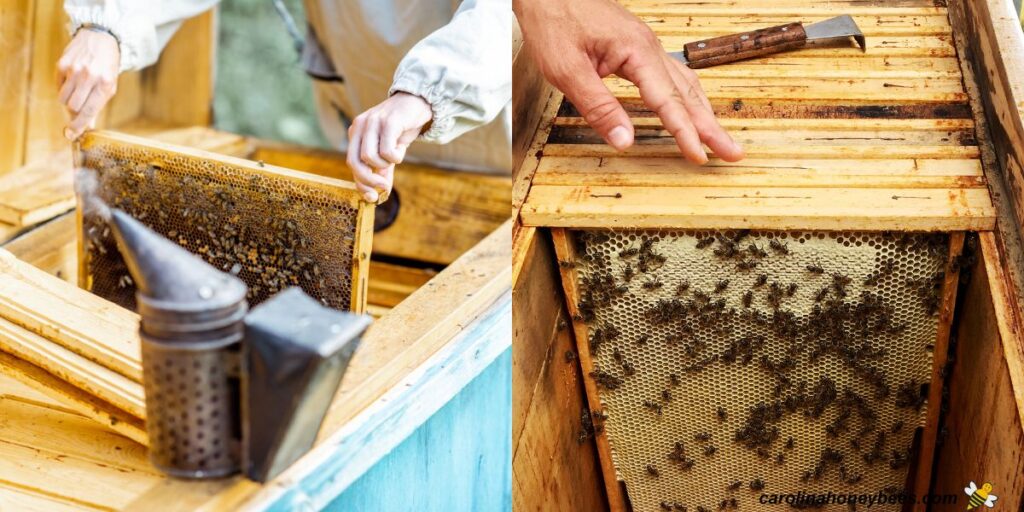 Horizontal Beehives: Exploring Pros & Cons- Carolina Honeybees