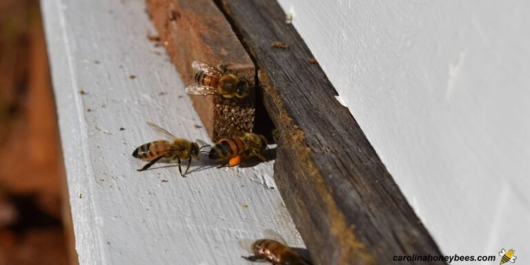 Can Bees Fly in the Rain? - Carolina Honeybees