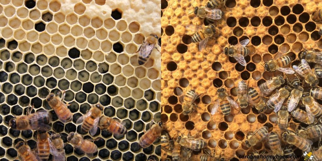 Honey Bee Diseases: Beekeeper's Guide- Carolina Honeybees