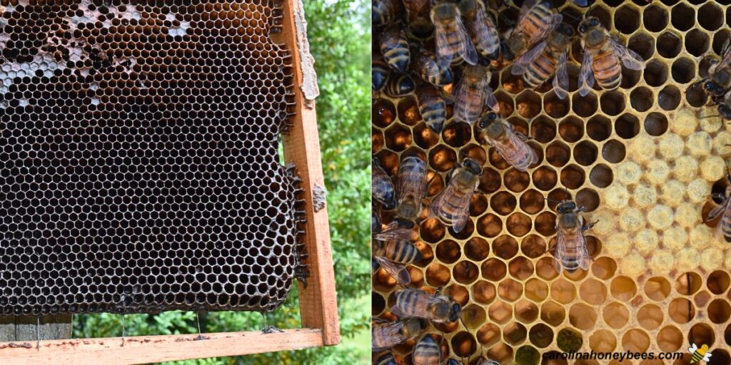 Effective Comb Rotation in Your Beehives- Carolina Honeybees
