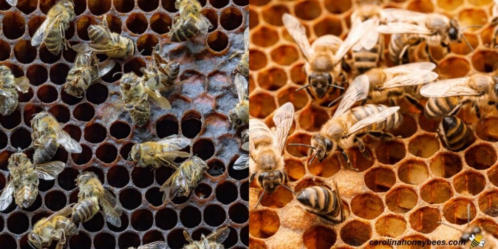 Honey Bee Diseases: Beekeeper's Guide- Carolina Honeybees