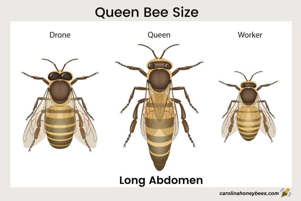 Queen Bee Size: Why is She Bigger? - Carolina Honeybees