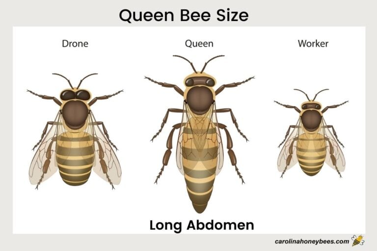 Queen Bee Size: Why is She Bigger? - Carolina Honeybees