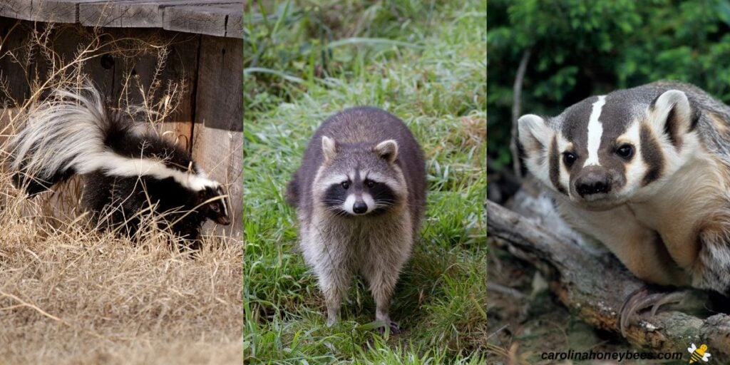 Honey Bee Predators- Carolina Honeybees