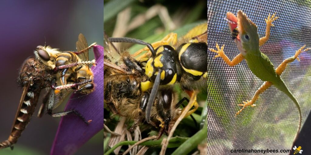 Honey Bee Predators- Carolina Honeybees
