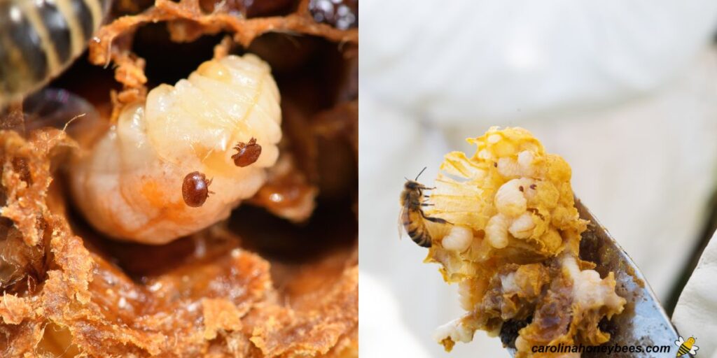 Understanding Common Honey Bee Pests- Carolina Honeybees