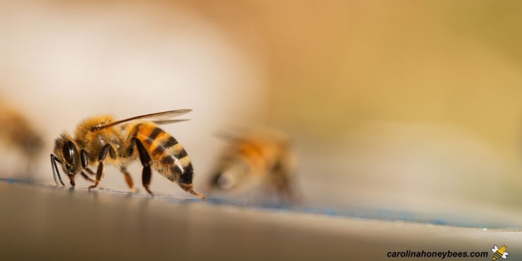 Why Do Honey Bees Sting?- Carolina Honeybees