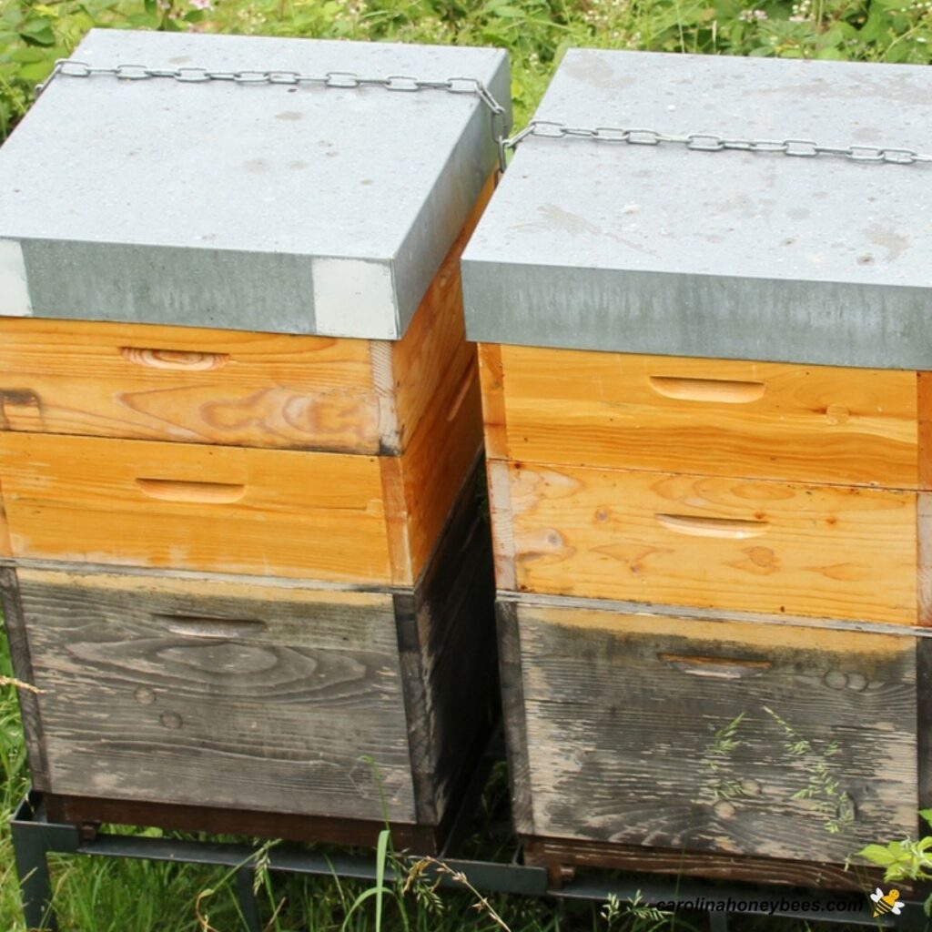 Beekeeping Blog - Carolina Honeybees