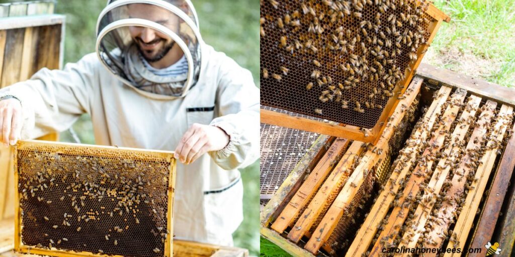 Layens Hive: A Different Approach- Carolina Honeybees