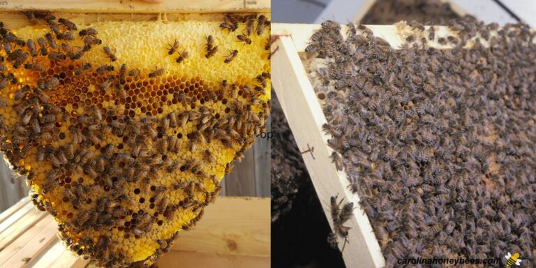 Layens Hive: A Different Approach- Carolina Honeybees
