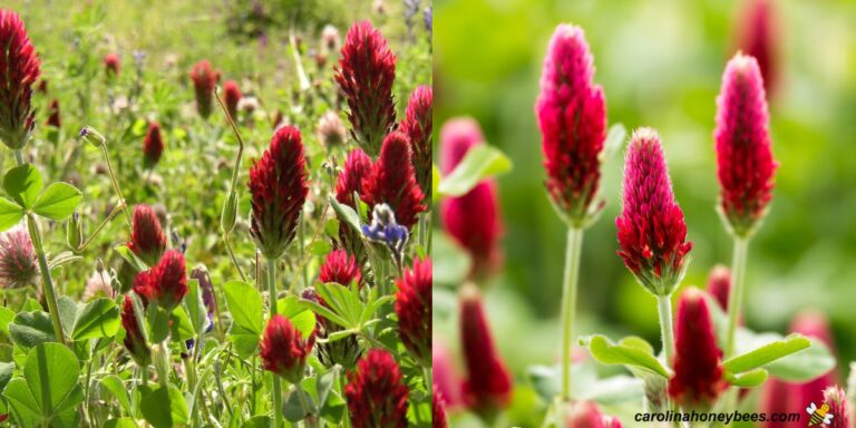 Which Clover is Best for Bees?- Carolina Honeybees