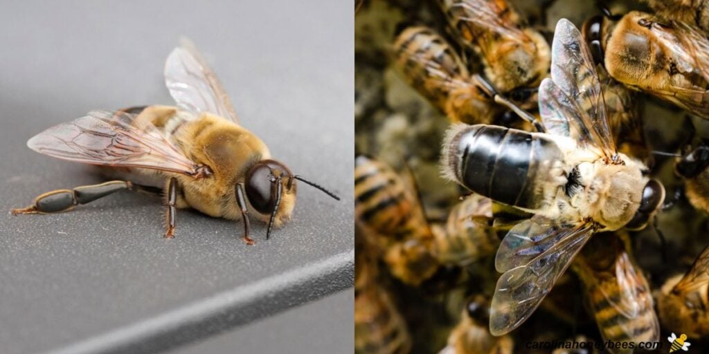 Honey Bee Drones: Why They are Important- Carolina Honeybees