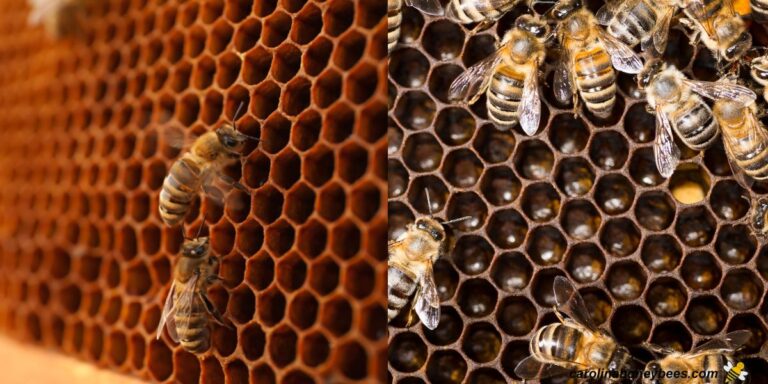 The Queenless Hive: Diagnosis & Fixing It - Carolina Honeybees