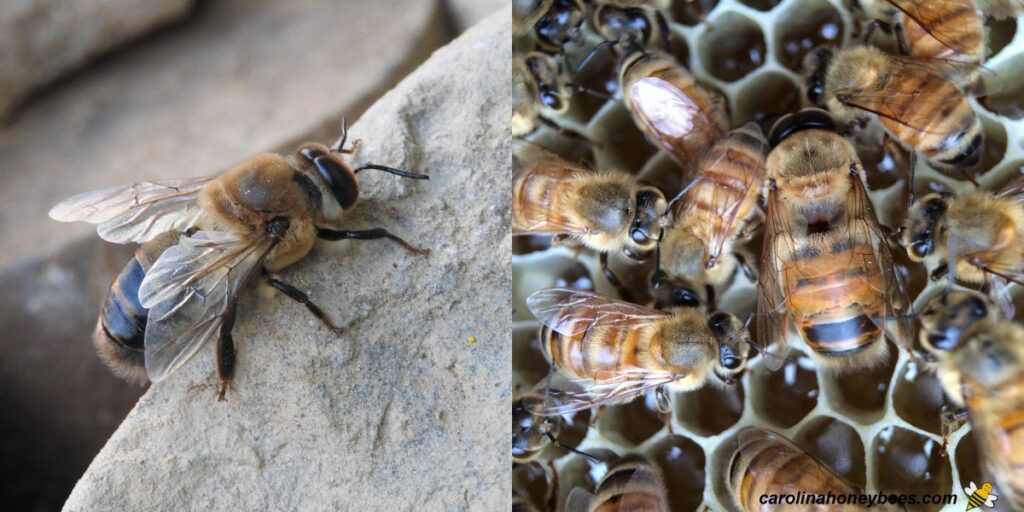 Honey Bee Drones: Why They are Important- Carolina Honeybees