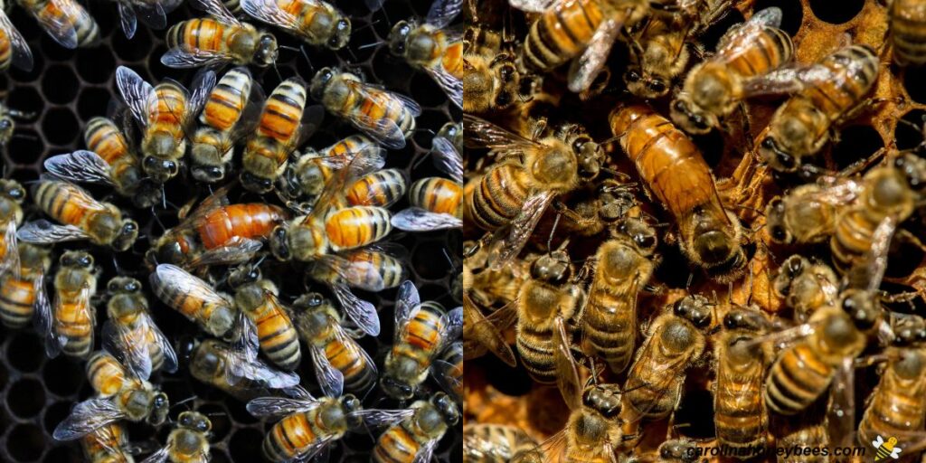 What is the Role of the Queen Bee- Carolina Honeybees