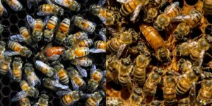 What is the Role of the Queen Bee- Carolina Honeybees