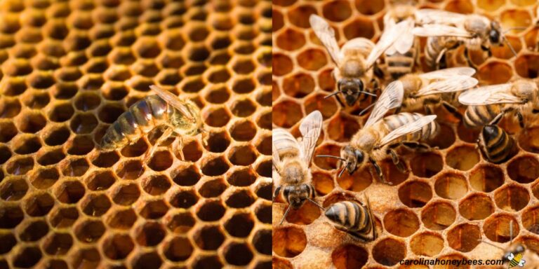 Balling the Queen Bee: How and Why - Carolina Honeybees