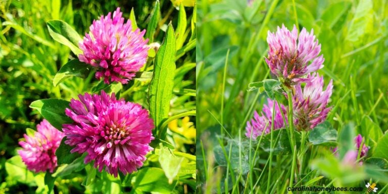 Which Clover is Best for Bees?- Carolina Honeybees