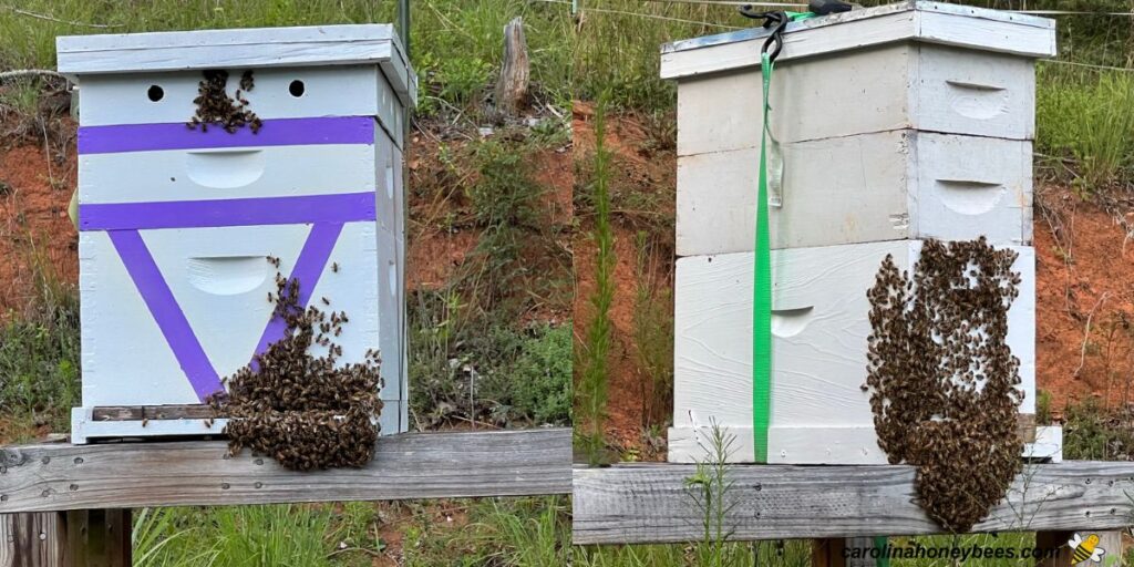 Bee Bearding: What Does it Mean?- Carolina Honeybees