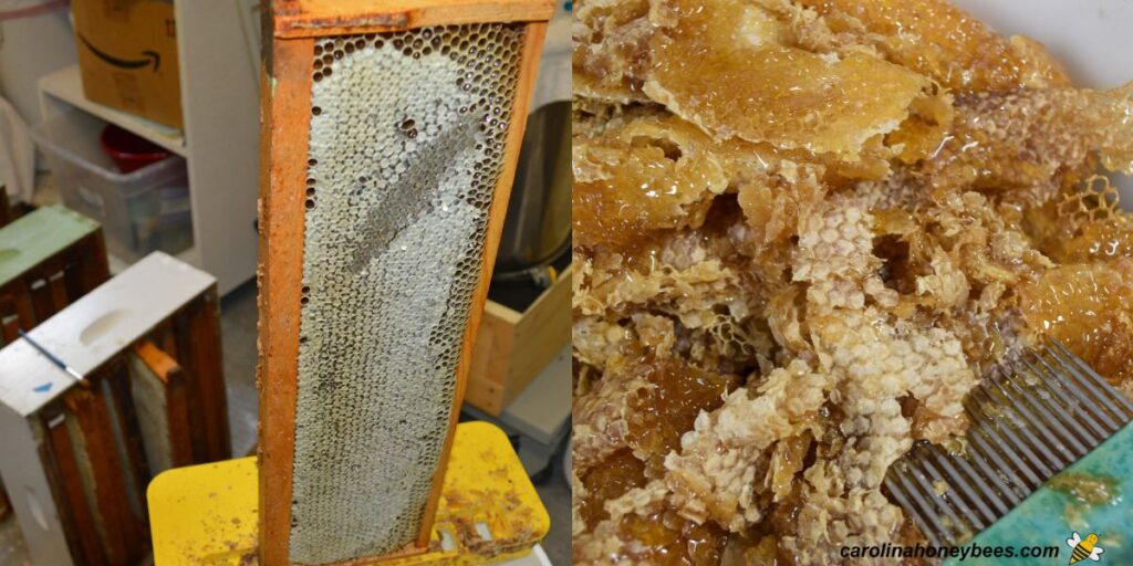 How to Extract Honey: Step by Step - Carolina Honeybees