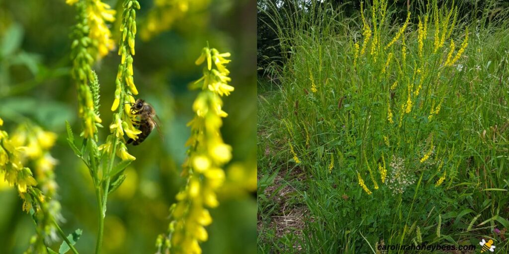 Which Clover is Best for Bees?- Carolina Honeybees