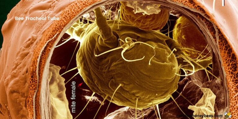 Tracheal Mites in Honey Bees - Carolina Honeybees
