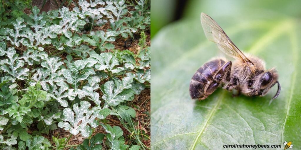 The Buzz on Sevin Dust: How It Affects Bees- Carolina Honeybees