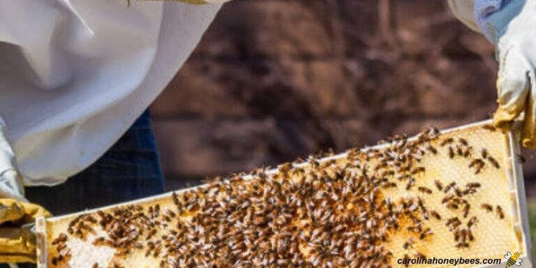 What Happens if the Queen Bee Dies?- Carolina Honeybees