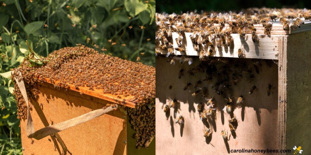 Understanding Swarm Lures: Exploring the Basics - Carolina Honeybees