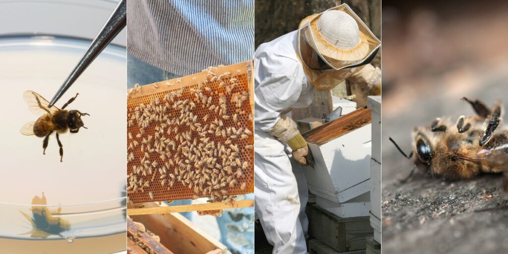 Famous Beekeepers: Yesterday & Today- Carolina Honeybees